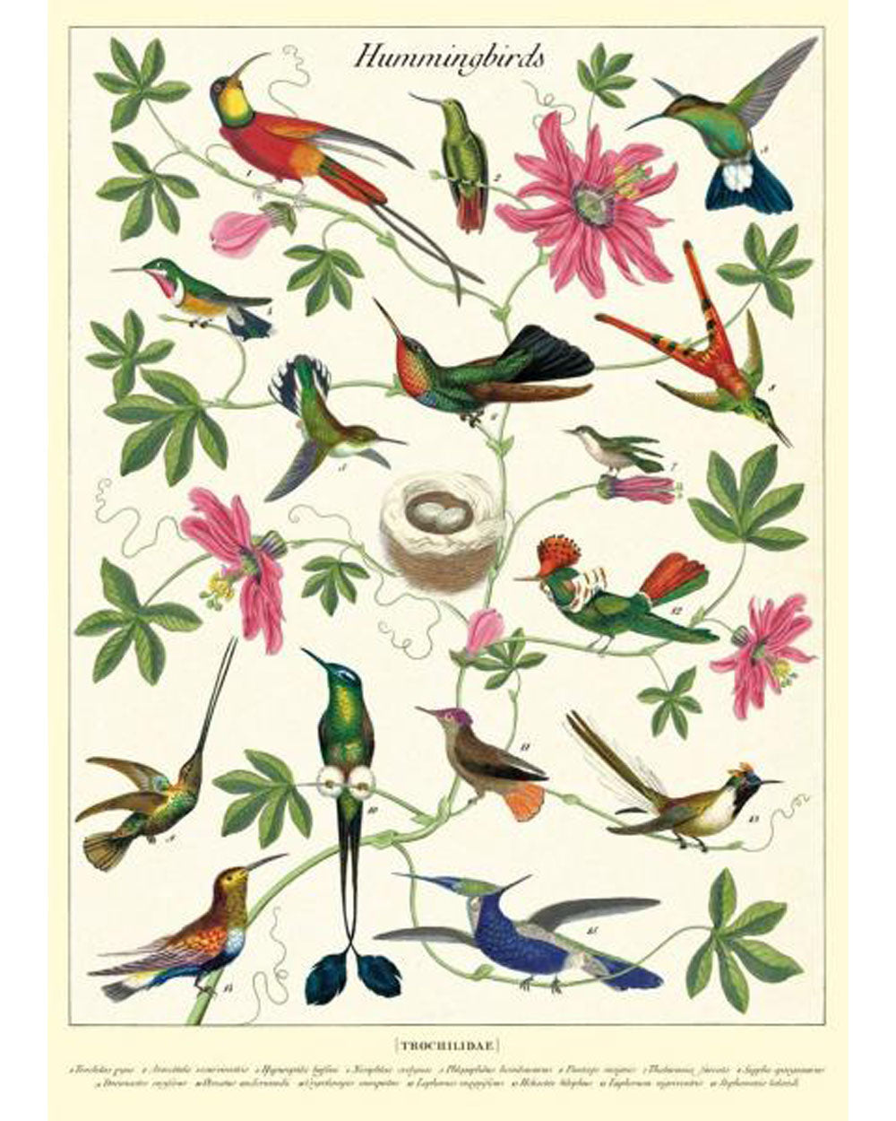 Poster - Hummingbirds – Passion For Paper