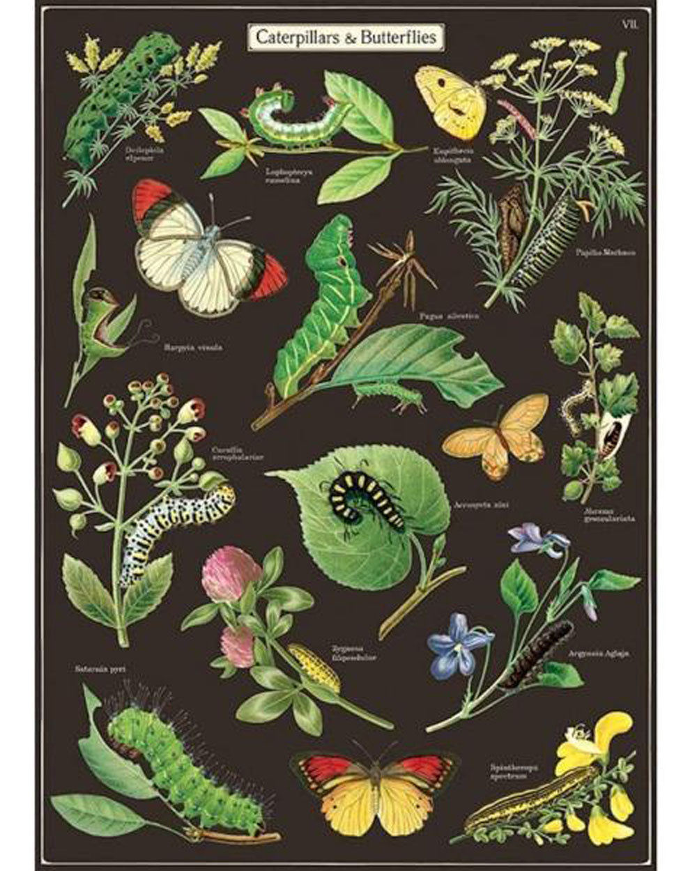 Poster - Caterpillars & Butterflies – Passion For Paper