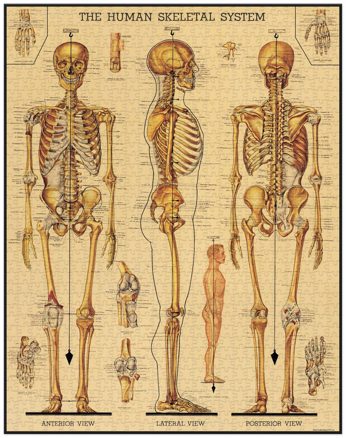 Jigsaw Puzzle - Skeletal System – Passion For Paper